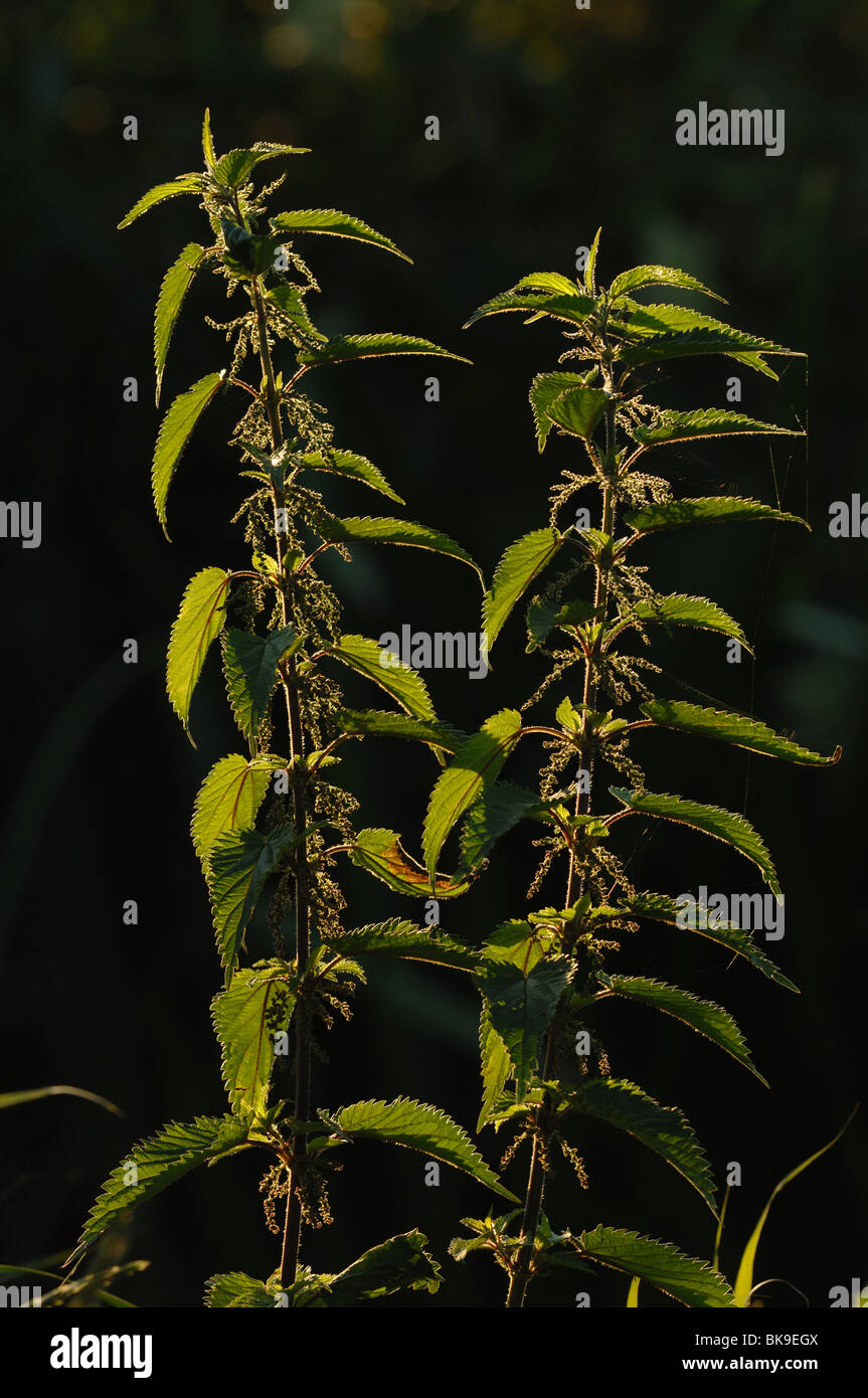 Een Grote brandnetel in tegenlicht Stock Photo - Alamy