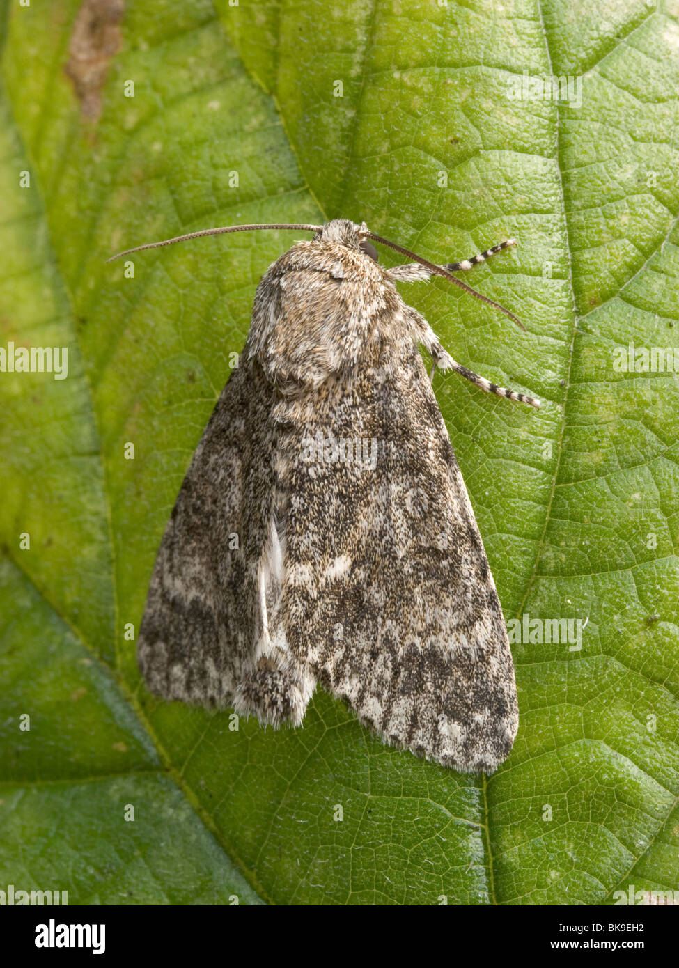 Poplar Grey (Acronicta megacephala) on leaf of Stinging Nettle Urtica ...