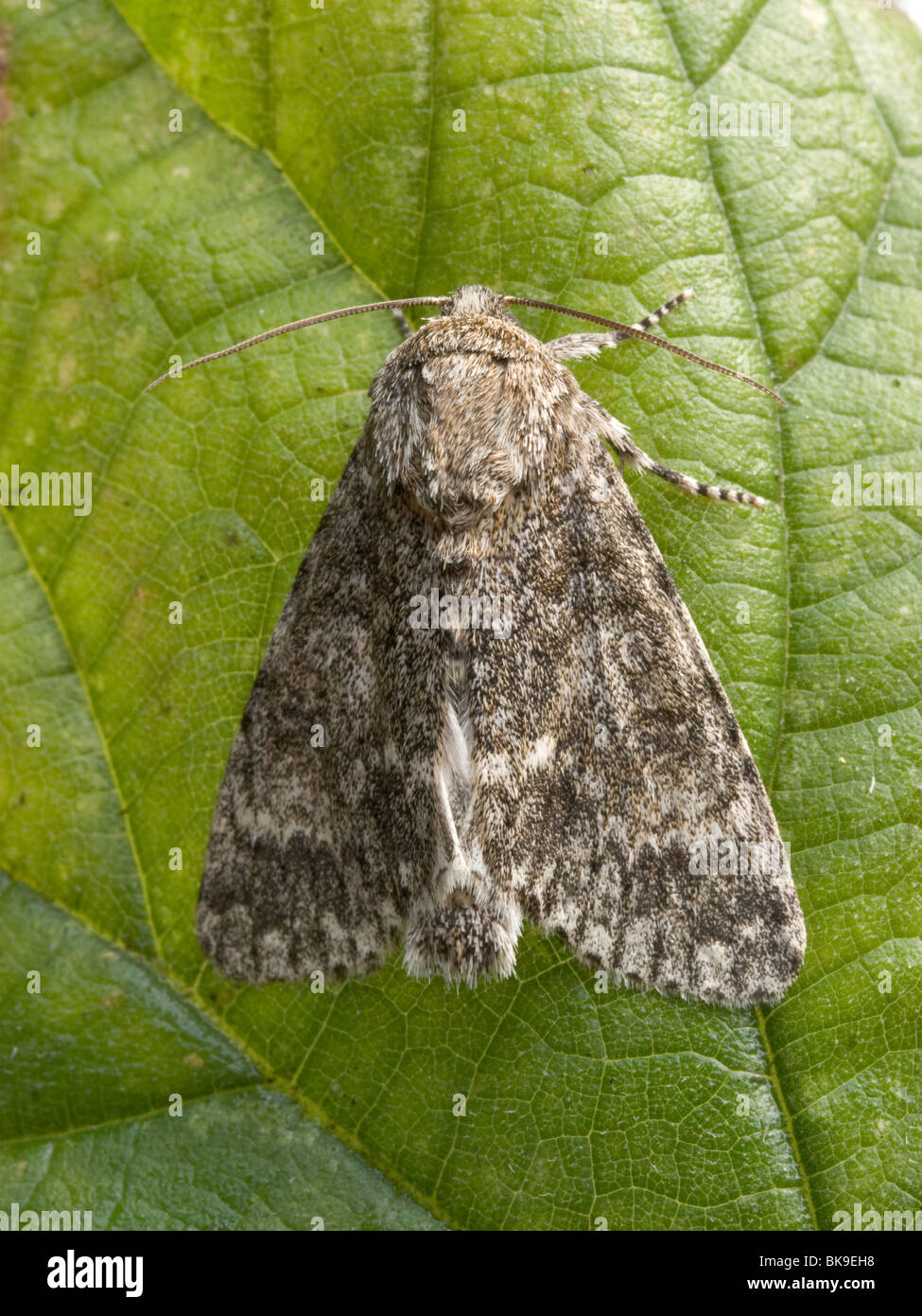 Poplar Grey (Acronicta megacephala) on leaf of Stinging Nettle Urtica ...