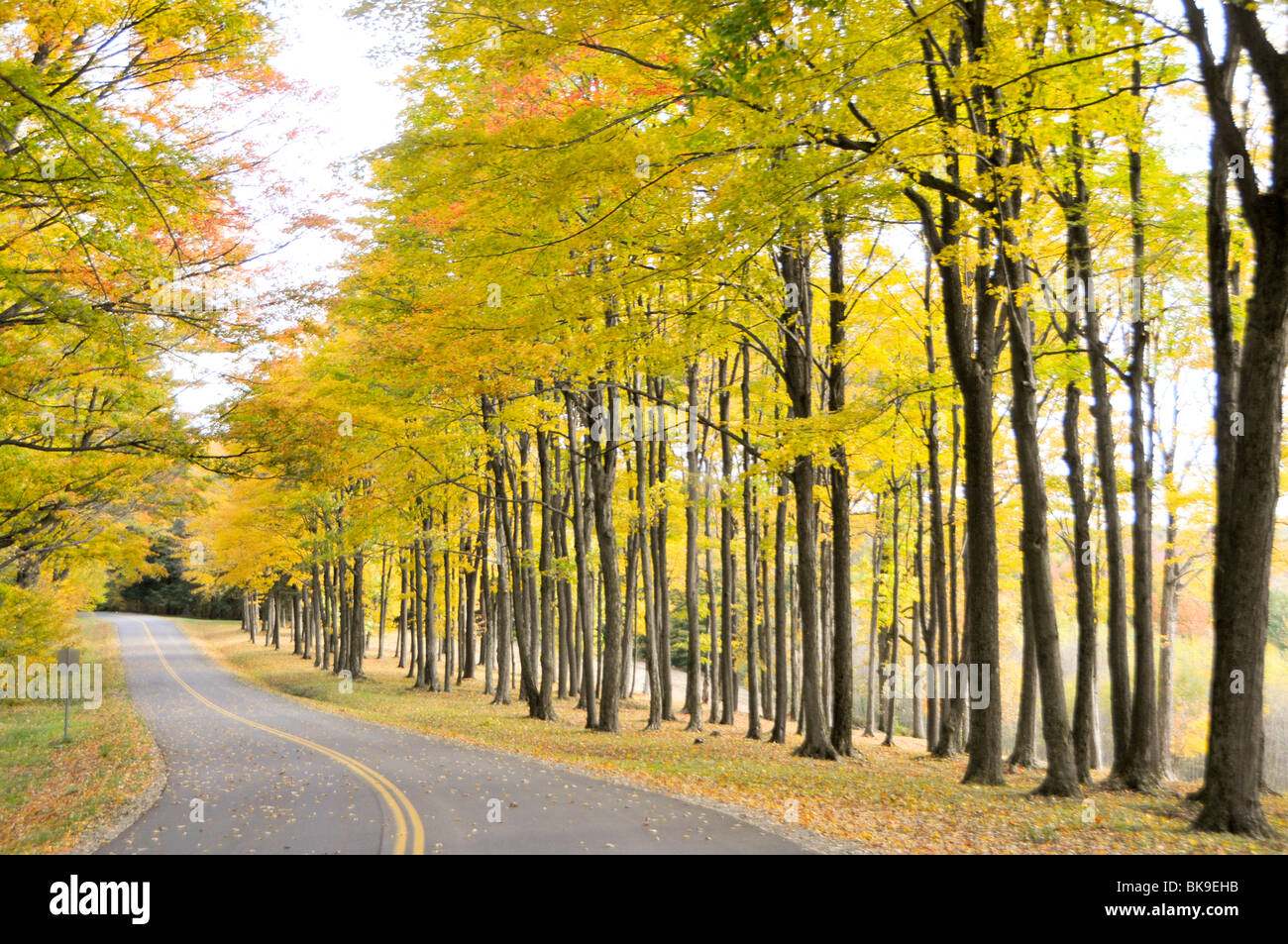 Tree lined borders hi-res stock photography and images - Alamy