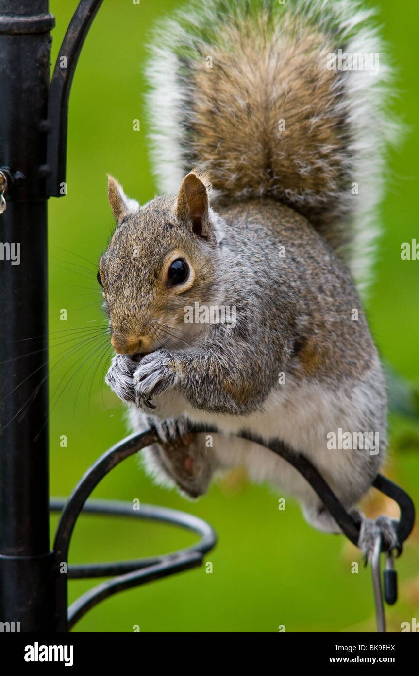 Balancing squirrel hi-res stock photography and images - Alamy