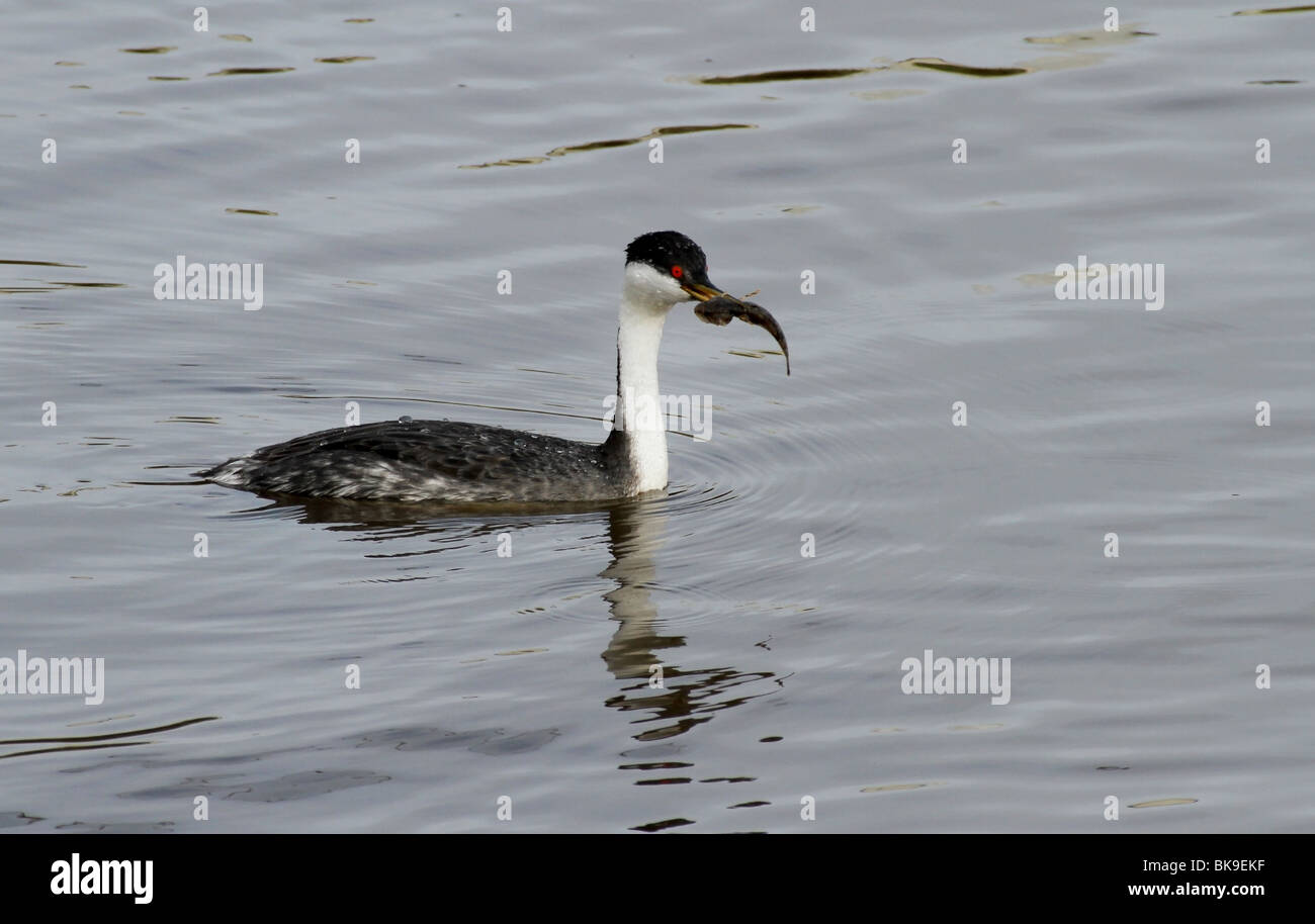 B-966D; WESTERN GREEBE; WITH FISH Stock Photo - Alamy