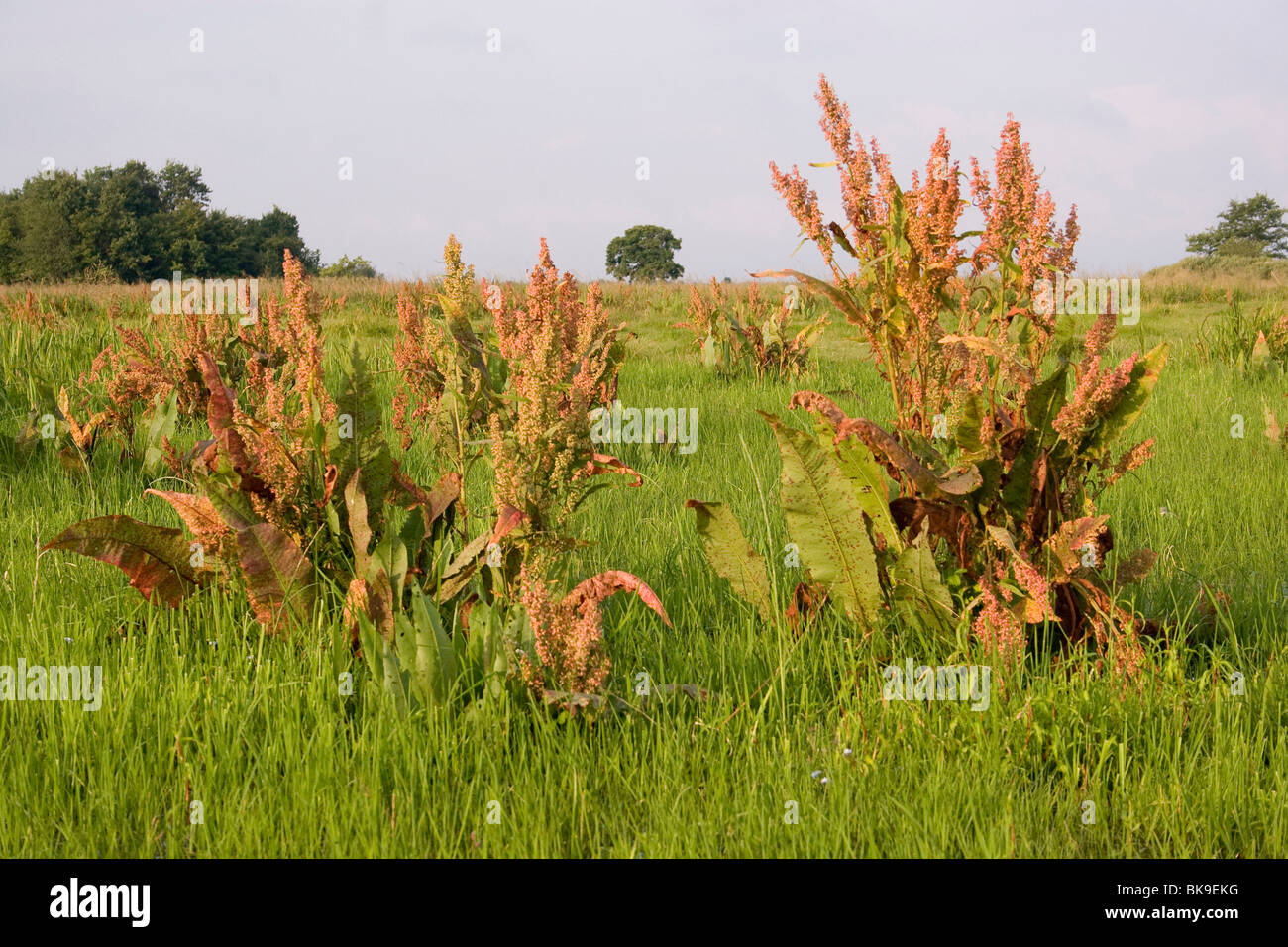 Some large specimens of Great Water Dock in a soaking wet meadow Stock ...