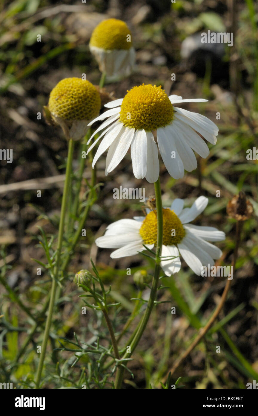 Asteraceae tripleurospermum hi-res stock photography and images - Alamy
