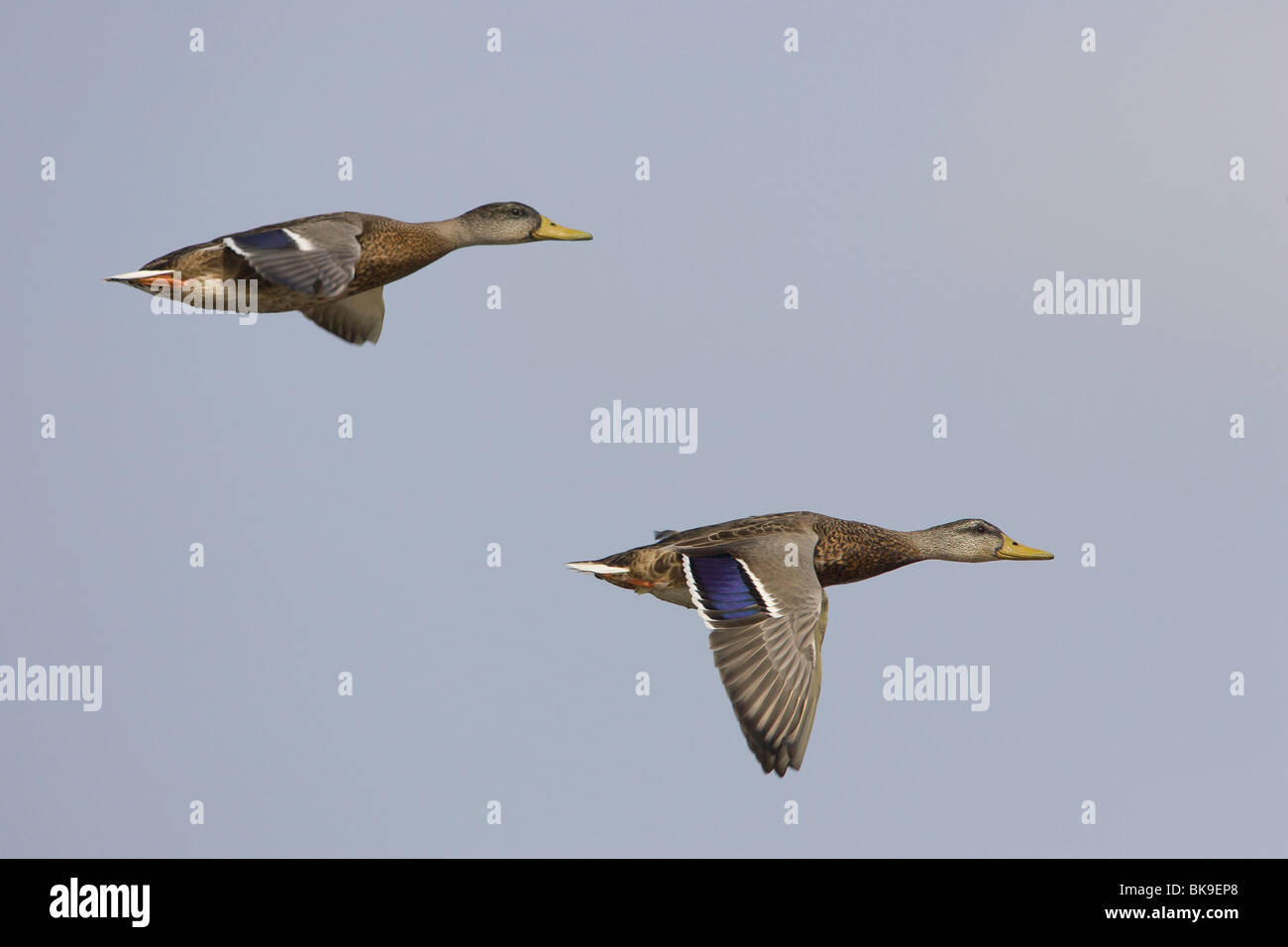 Male mallard in eclipse plumage hi-res stock photography and images - Alamy