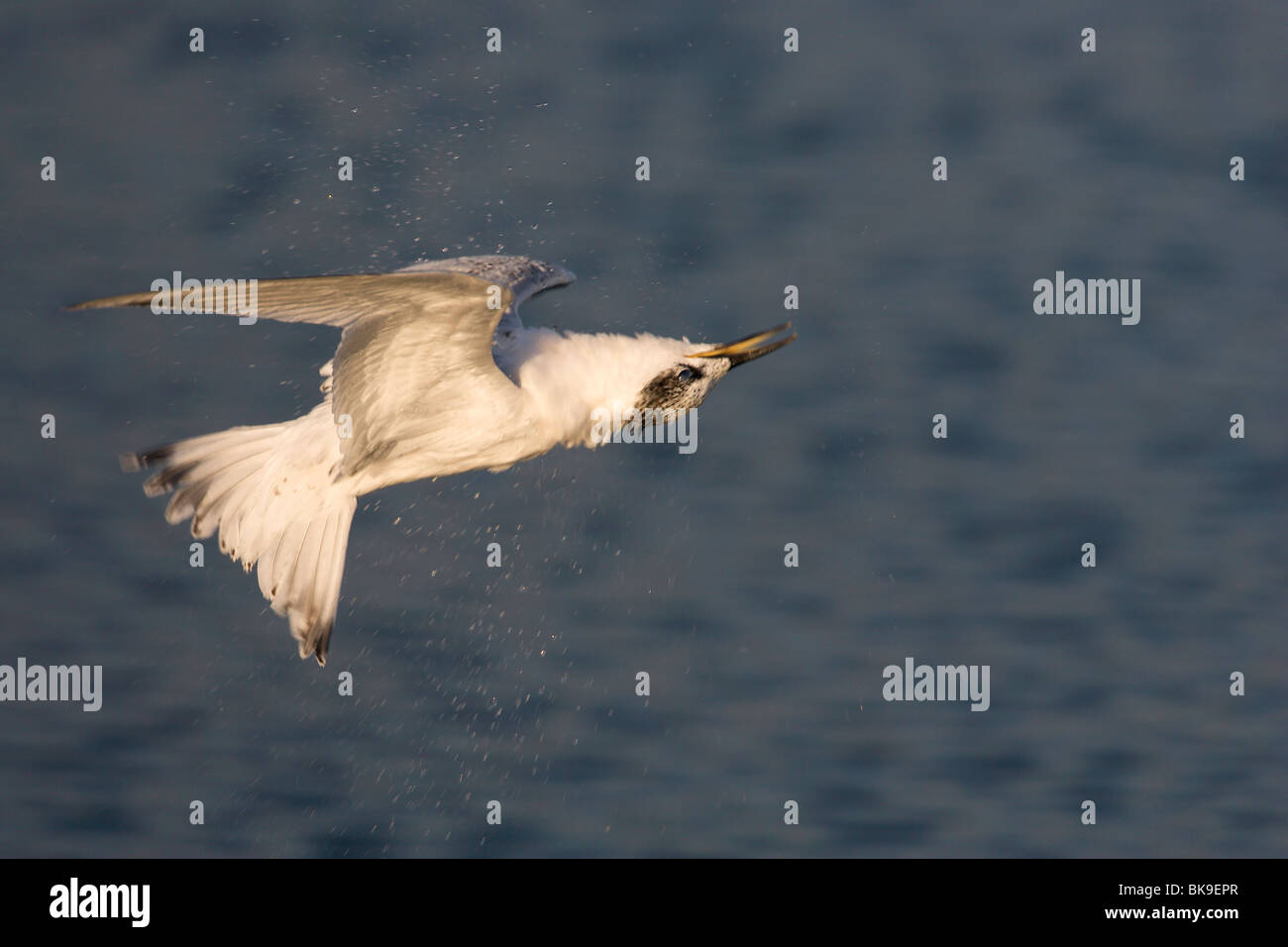Juvenile sandwich tern hi-res stock photography and images - Alamy