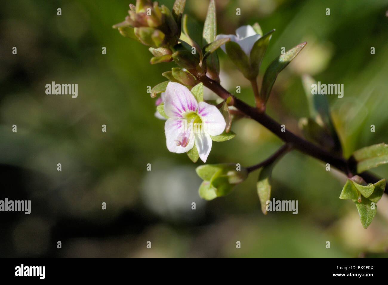 Water Speedwell High Resolution Stock Photography and Images - Alamy