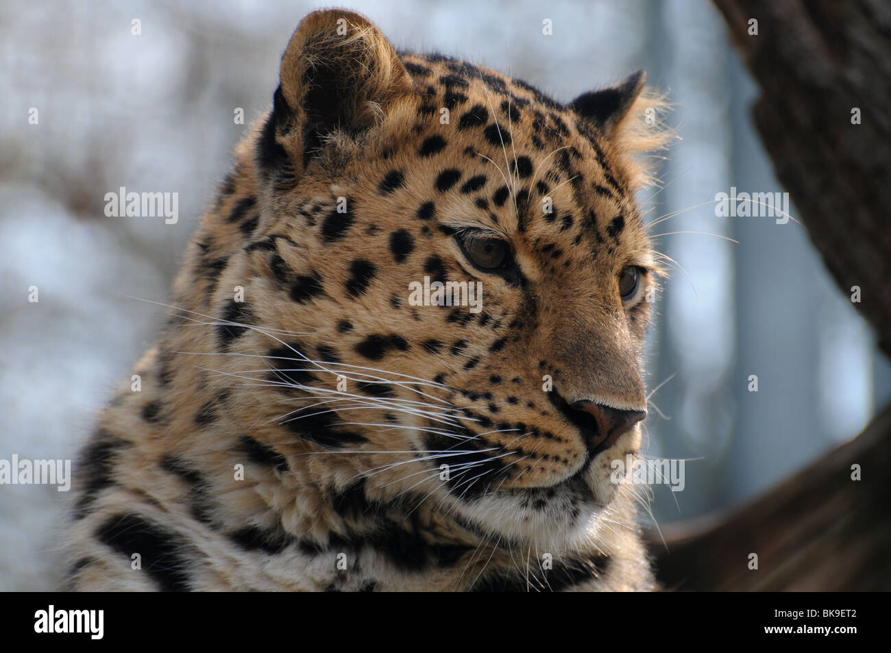 Male Amur leopard (head shot Stock Photo - Alamy