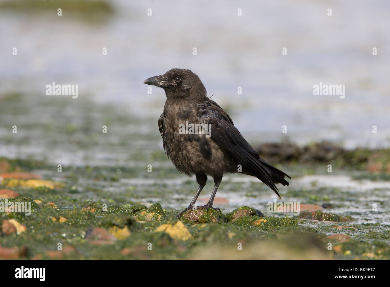 Carrion crow corvus corone juvenile hi-res stock photography and images ...