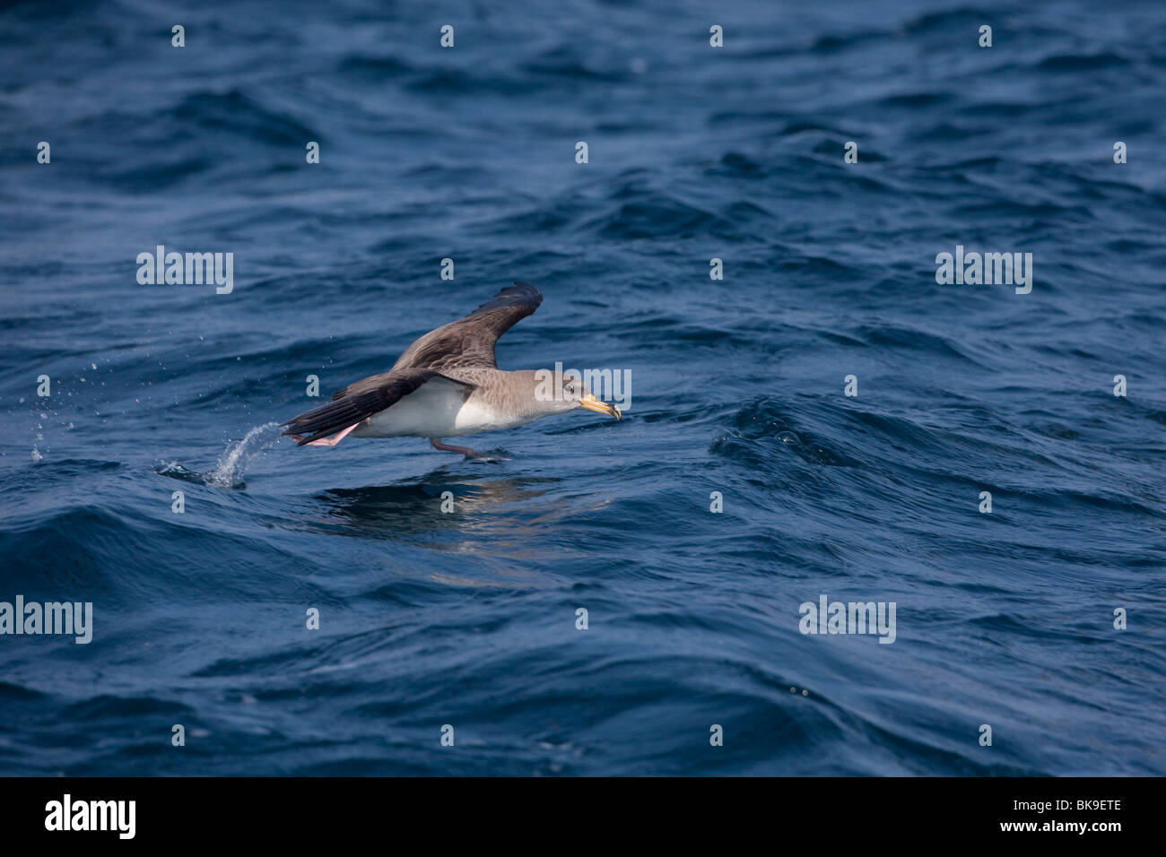 The Large Shearwater High Resolution Stock Photography and Images - Alamy