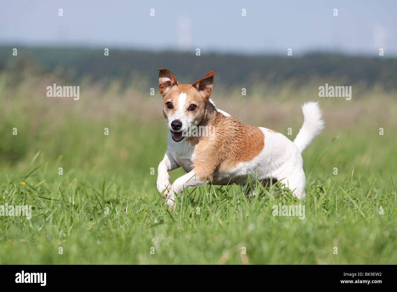 running Jack Russell Terrier Stock Photo - Alamy
