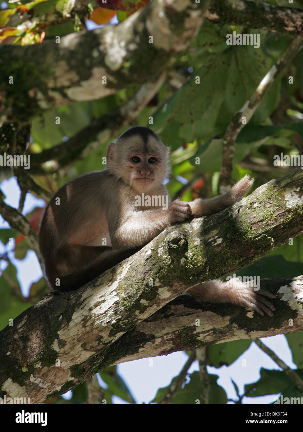 White fronted capuchin hi-res stock photography and images - Alamy