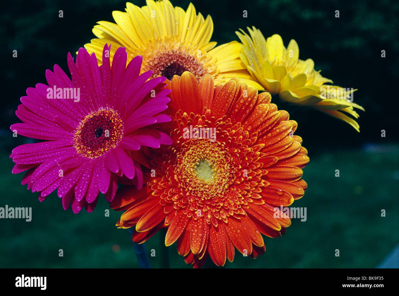 Four daisies hi-res stock photography and images - Alamy