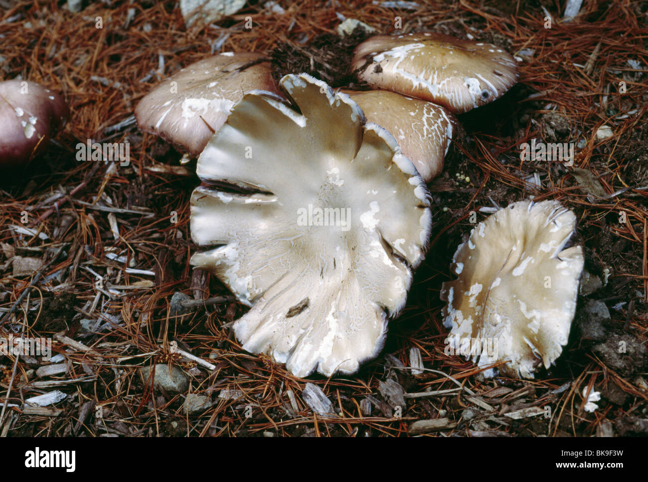 Stropharia, close-up Stock Photo - Alamy
