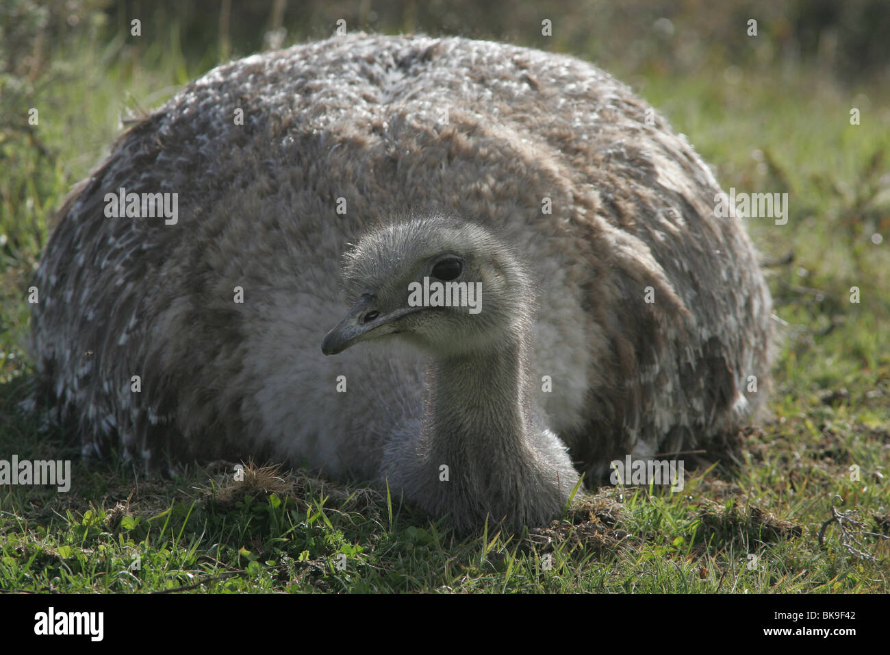 Rhea pampas hi-res stock photography and images - Alamy