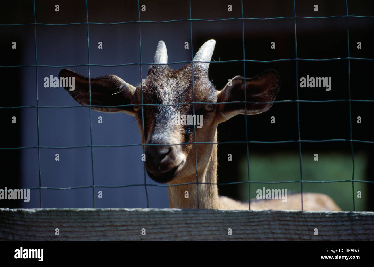 Animal pen hi-res stock photography and images - Alamy