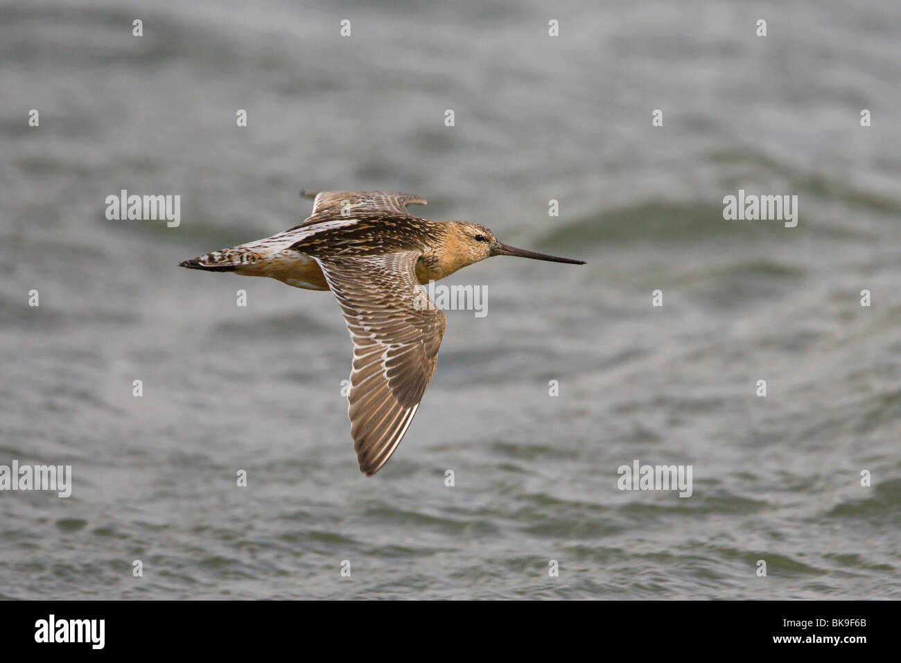 Flying male Bar-tailed Godwit Stock Photo - Alamy