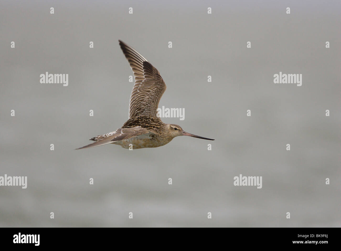 Flying female Bar-tailed Godwit Stock Photo - Alamy