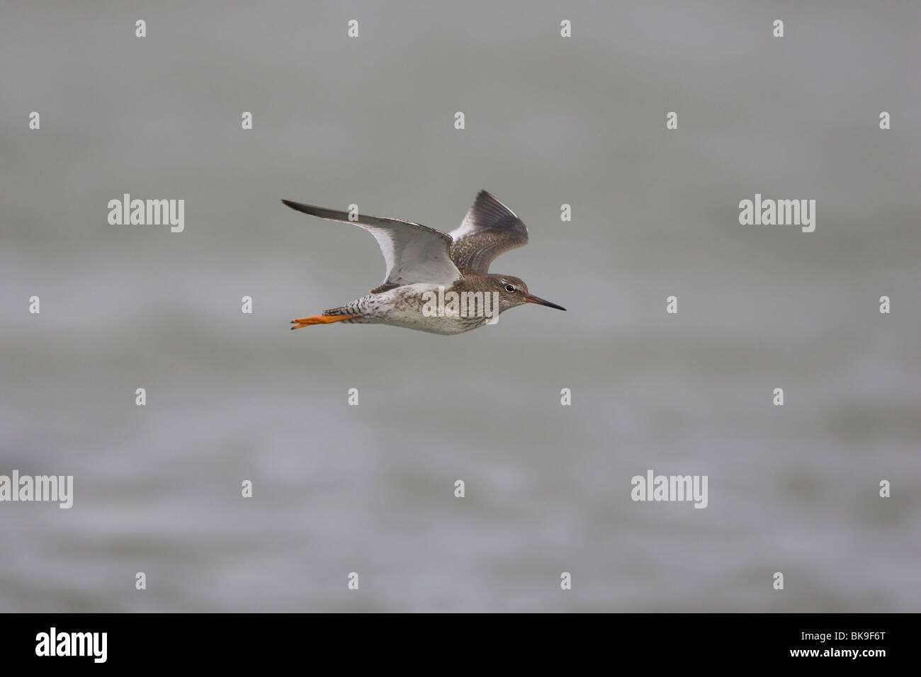 Flying juvenile Common Redshank Stock Photo - Alamy