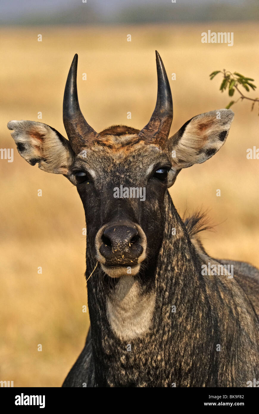 Portrait of a male nilgai Stock Photo - Alamy