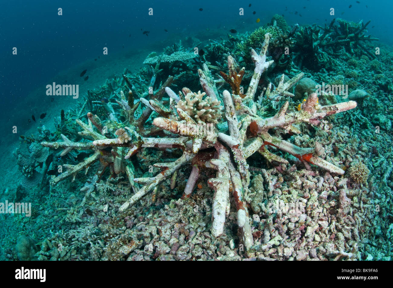 Coral Reef conservation program, new coral reefs should be created by ...