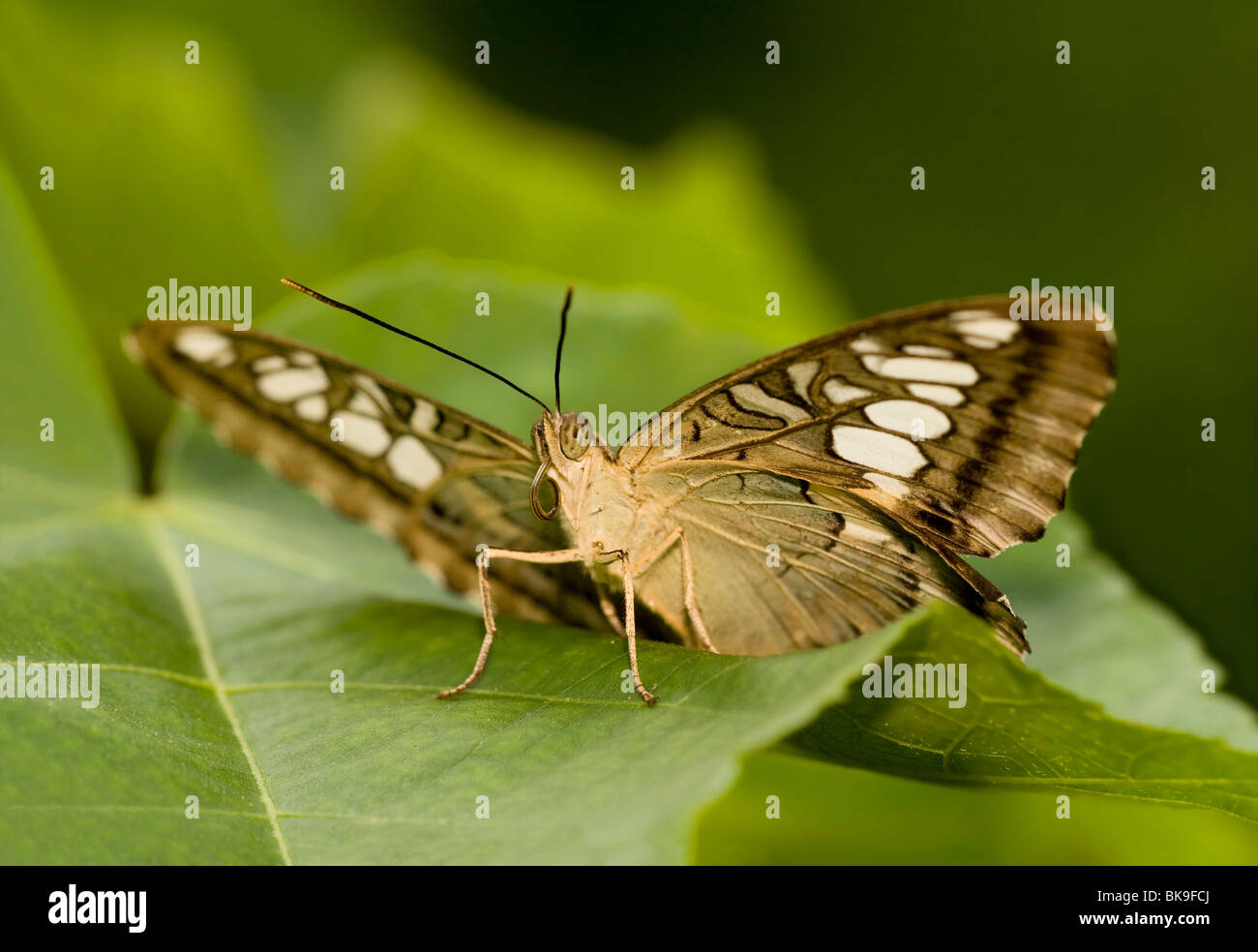 Clipper butterfly hi-res stock photography and images - Alamy