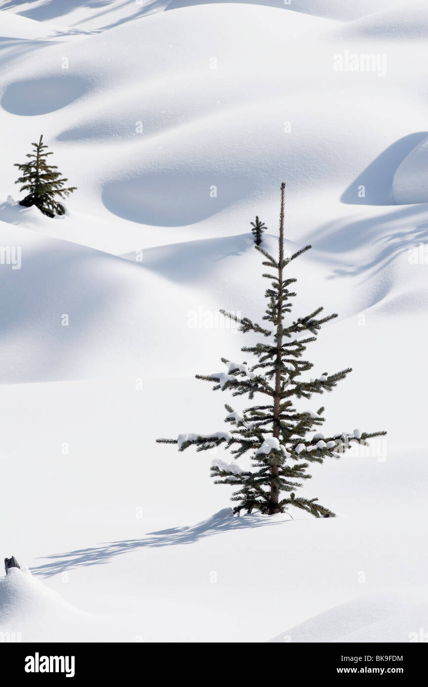Banff National Park, Alberta, Canada; Trees In Snow Drifts At Lake ...