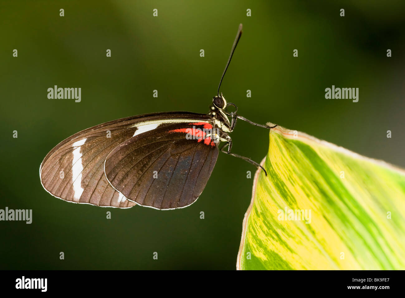 Antiochus Longwing butterfly (Heliconius antiochus) perching on a leaf Stock Photo - Alamy
