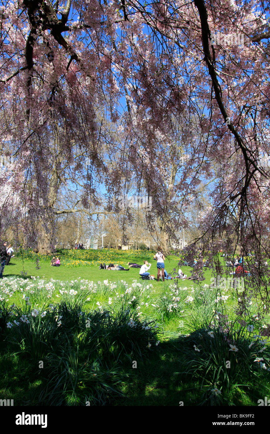 spring in st james's royal park london england uk gb Stock Photo - Alamy
