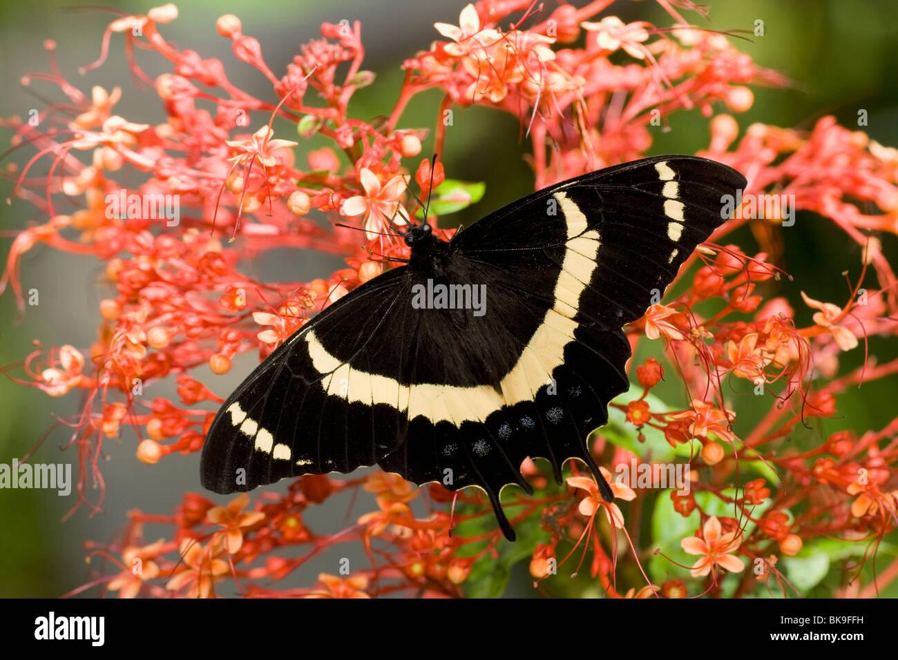 Magnificent Swallowtail butterfly (Papilio garamus) pollinating flowers ...
