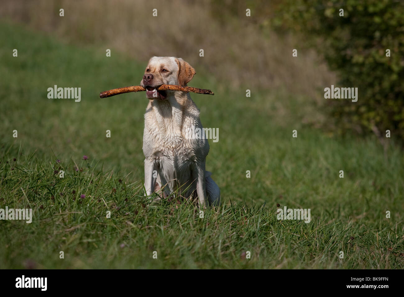 Labrador retrieving a stick hi-res stock photography and images - Alamy