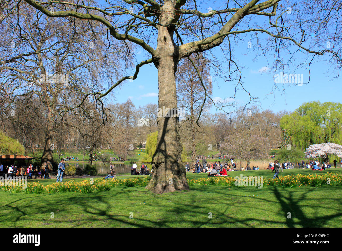 spring in st james's royal park london england uk gb Stock Photo - Alamy