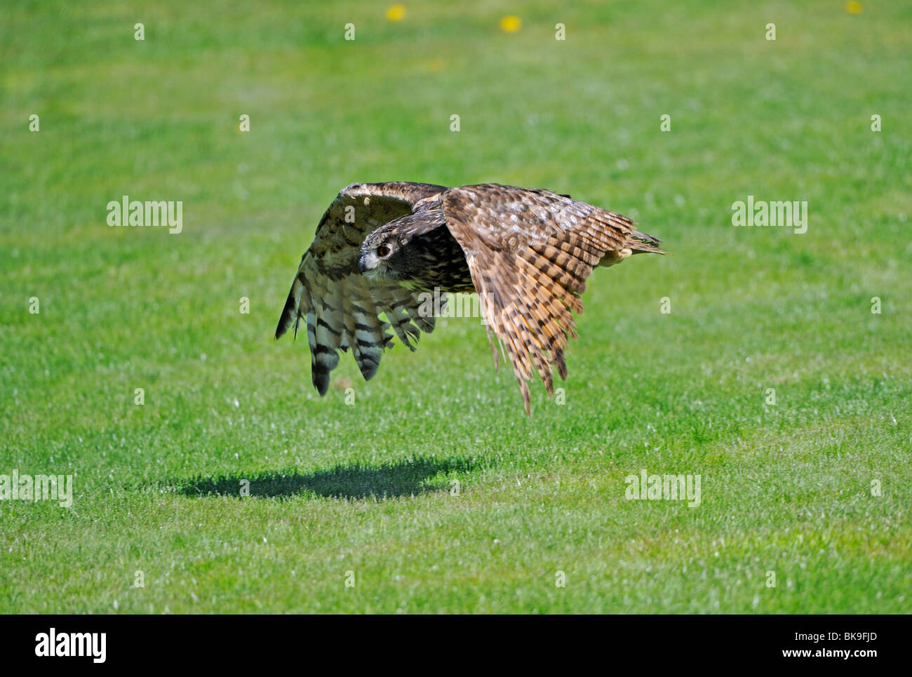 Eagle owl (Bubo bubo), flying over lawn Stock Photo - Alamy
