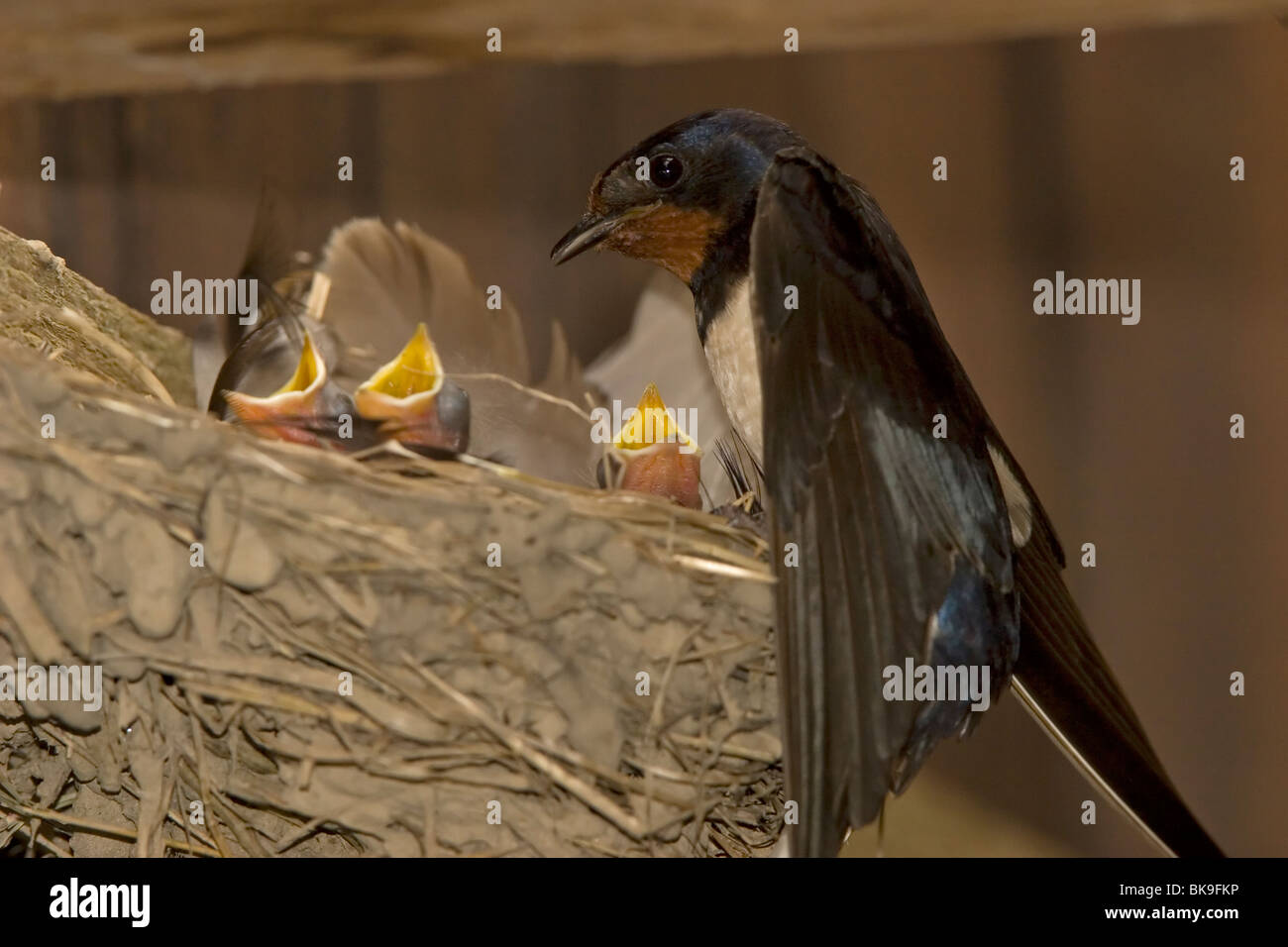Feeding of young barn swallows (Hirundo rustica Stock Photo - Alamy