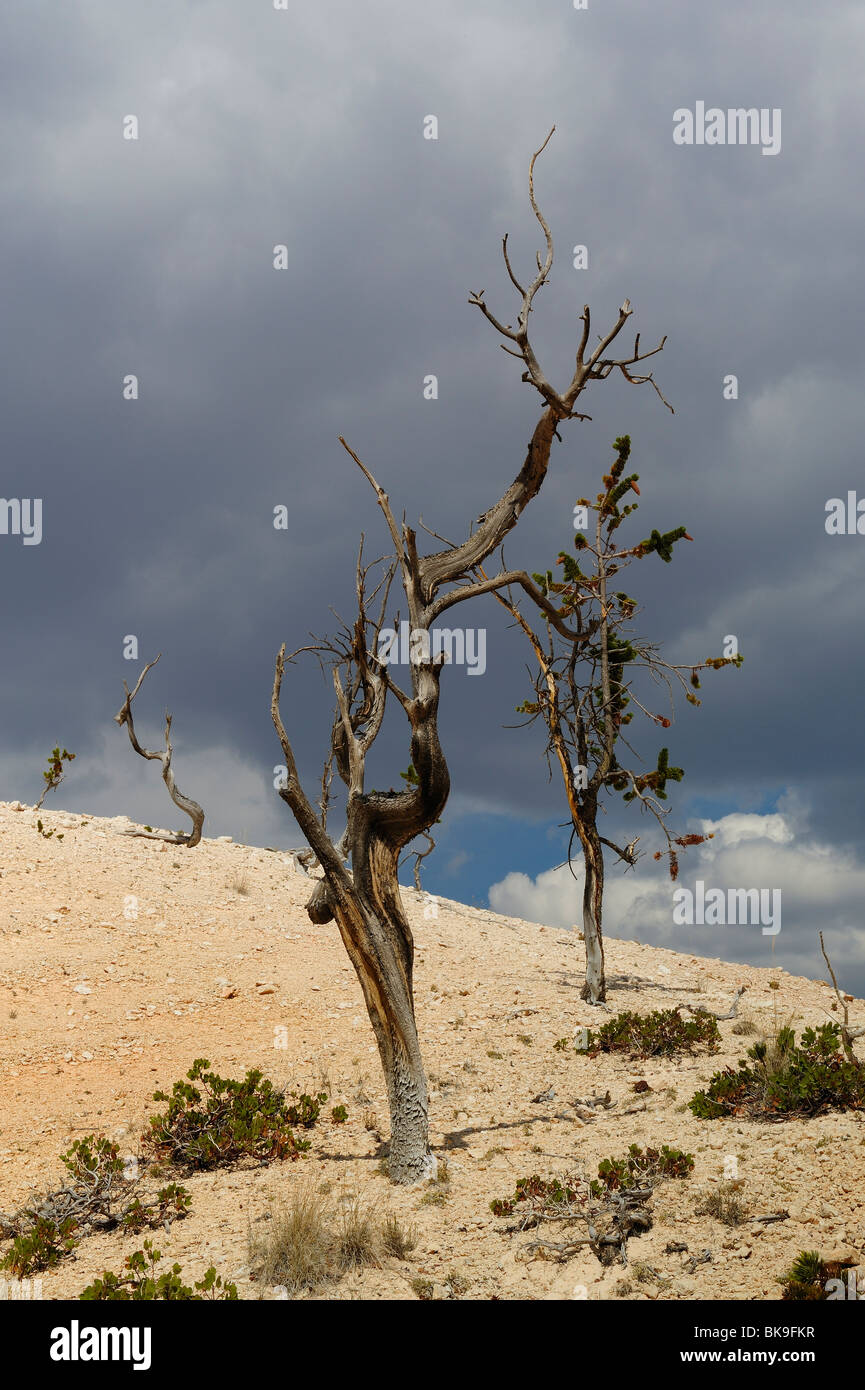 Trunk of a dead tree along Fairyland Loop trail in Bryce Canyon, Utah ...