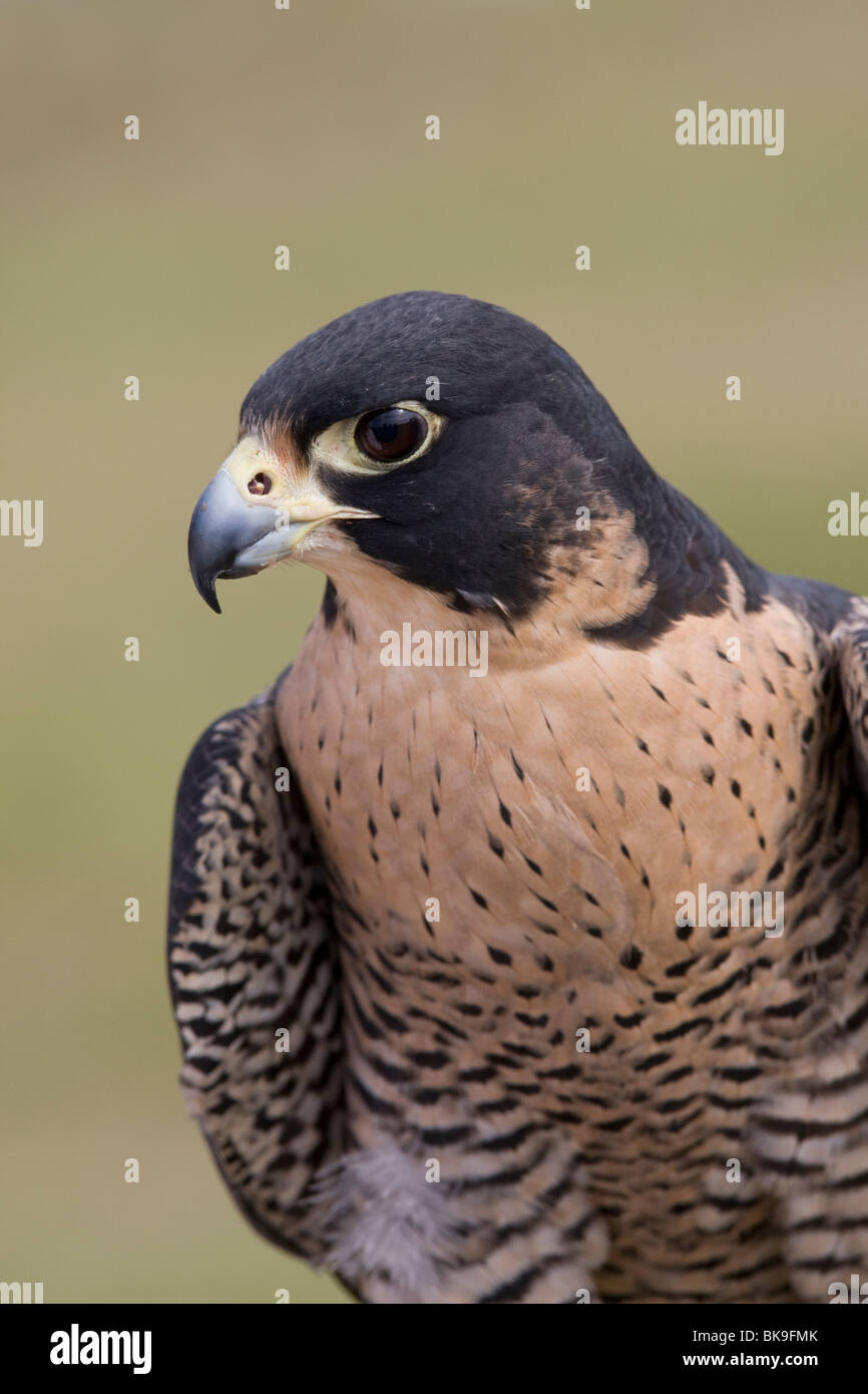 Barbary Falcon High Resolution Stock Photography and Images - Alamy