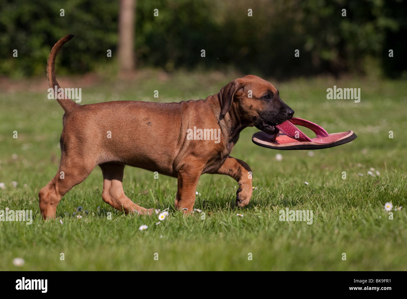 Rhodesian Ridgeback Puppy Stock Photo - Alamy