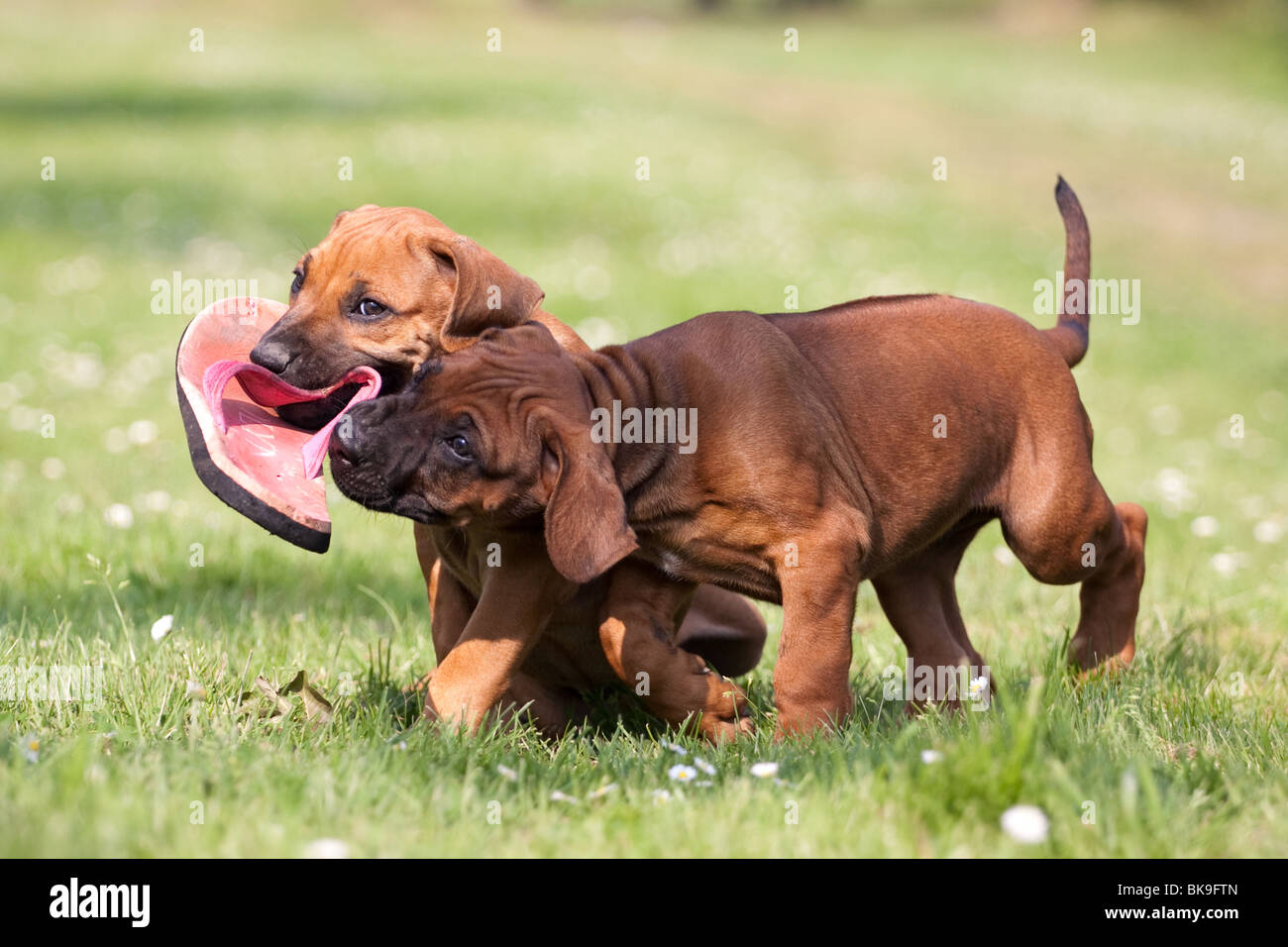 Rhodesian Ridgeback Puppy Stock Photo - Alamy