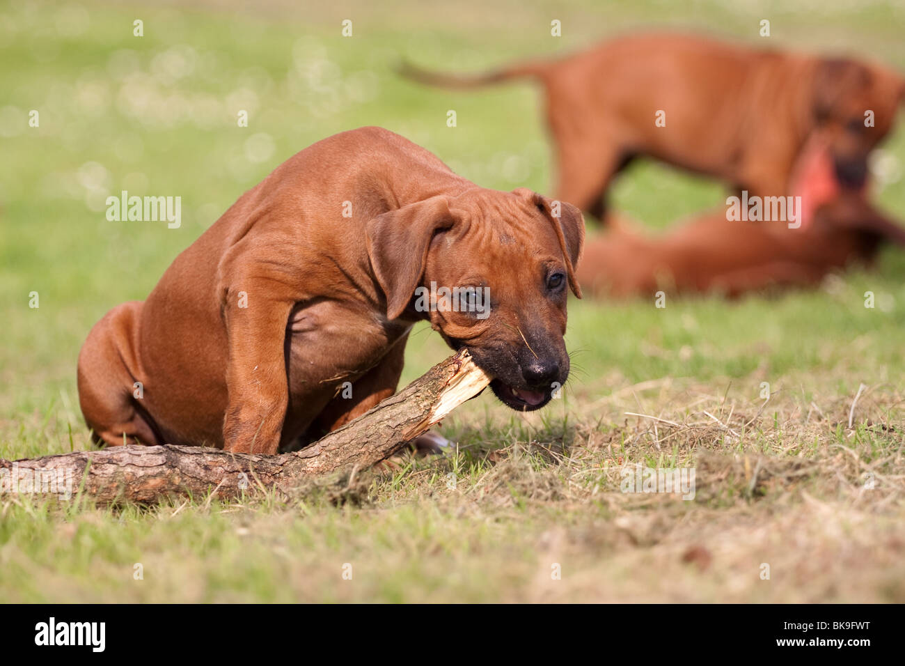Rhodesian Ridgeback Puppy Stock Photo - Alamy
