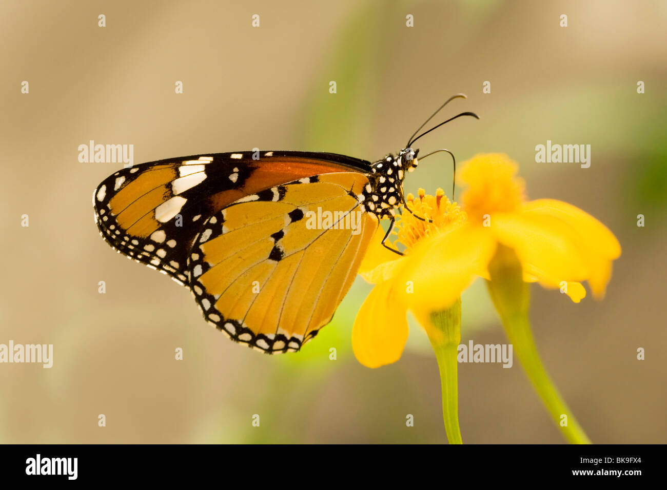 Danaus chrysippus butterfly hi-res stock photography and images - Alamy