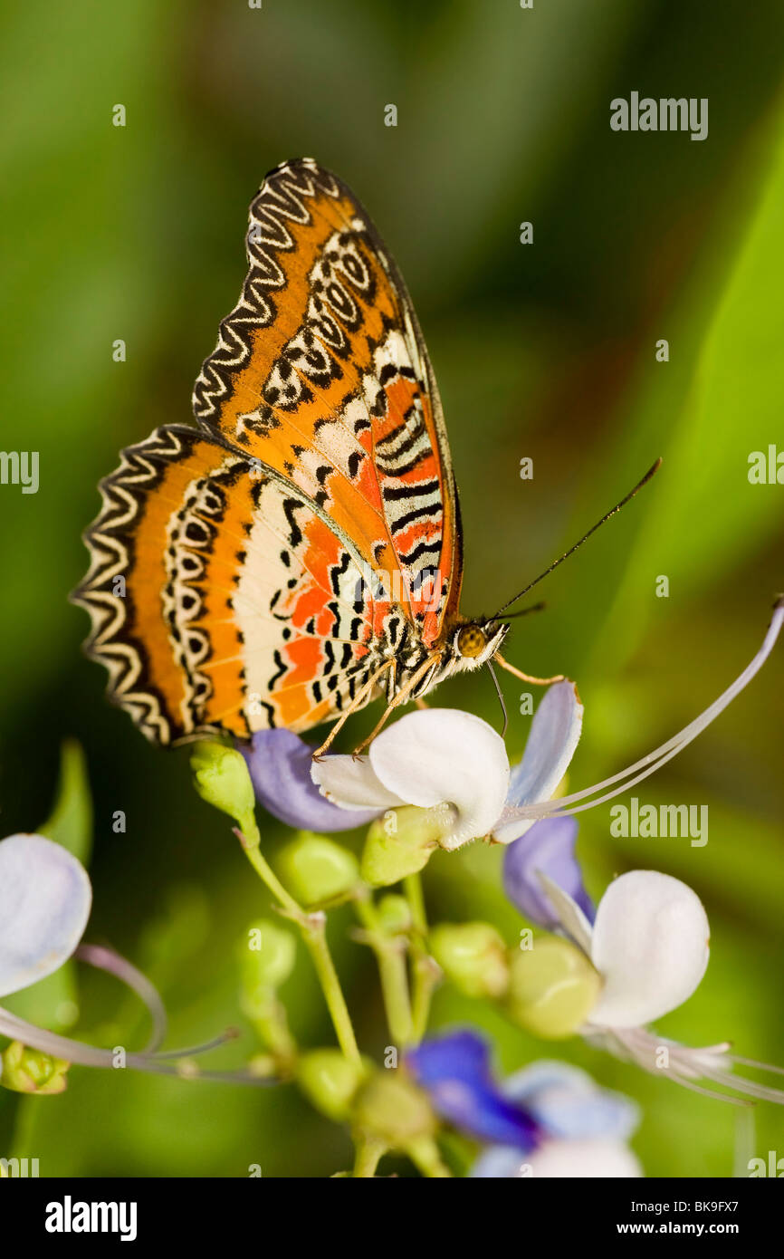 Close-up of a Red Lacewing butterfly (Cethosia biblis Stock Photo - Alamy