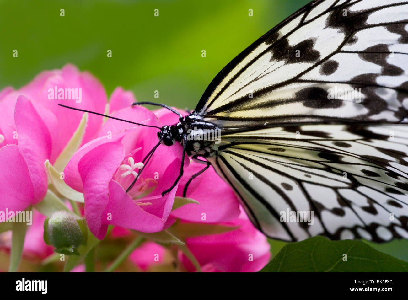 Close-up of a Paper Kite butterfly (Idea leuconoe Stock Photo - Alamy