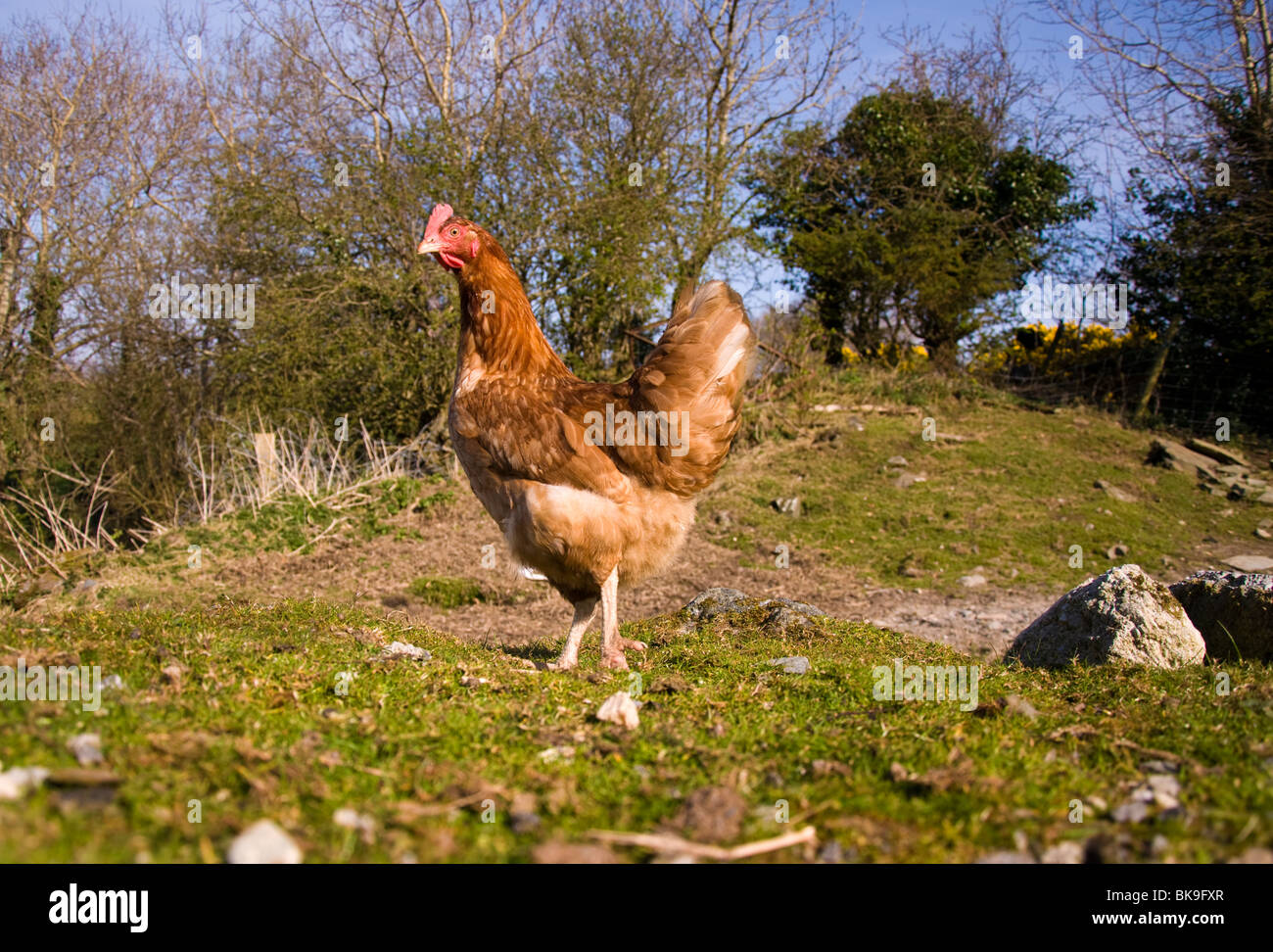 Free range chicken Stock Photo - Alamy