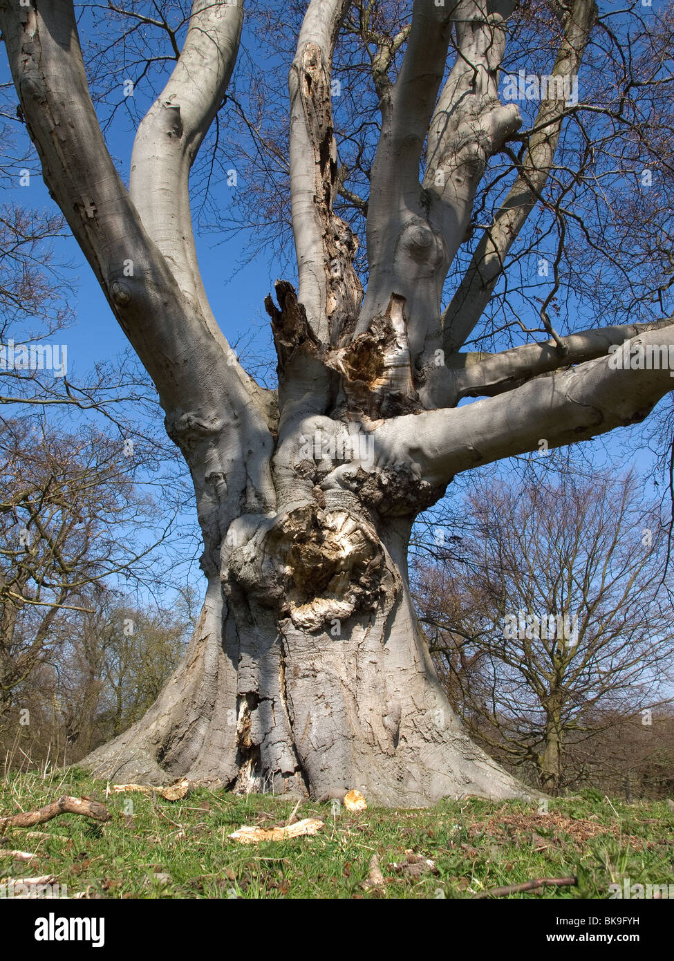 A huge beech tree badly damaged in the grounds at Holkham Hall Norfolk ...