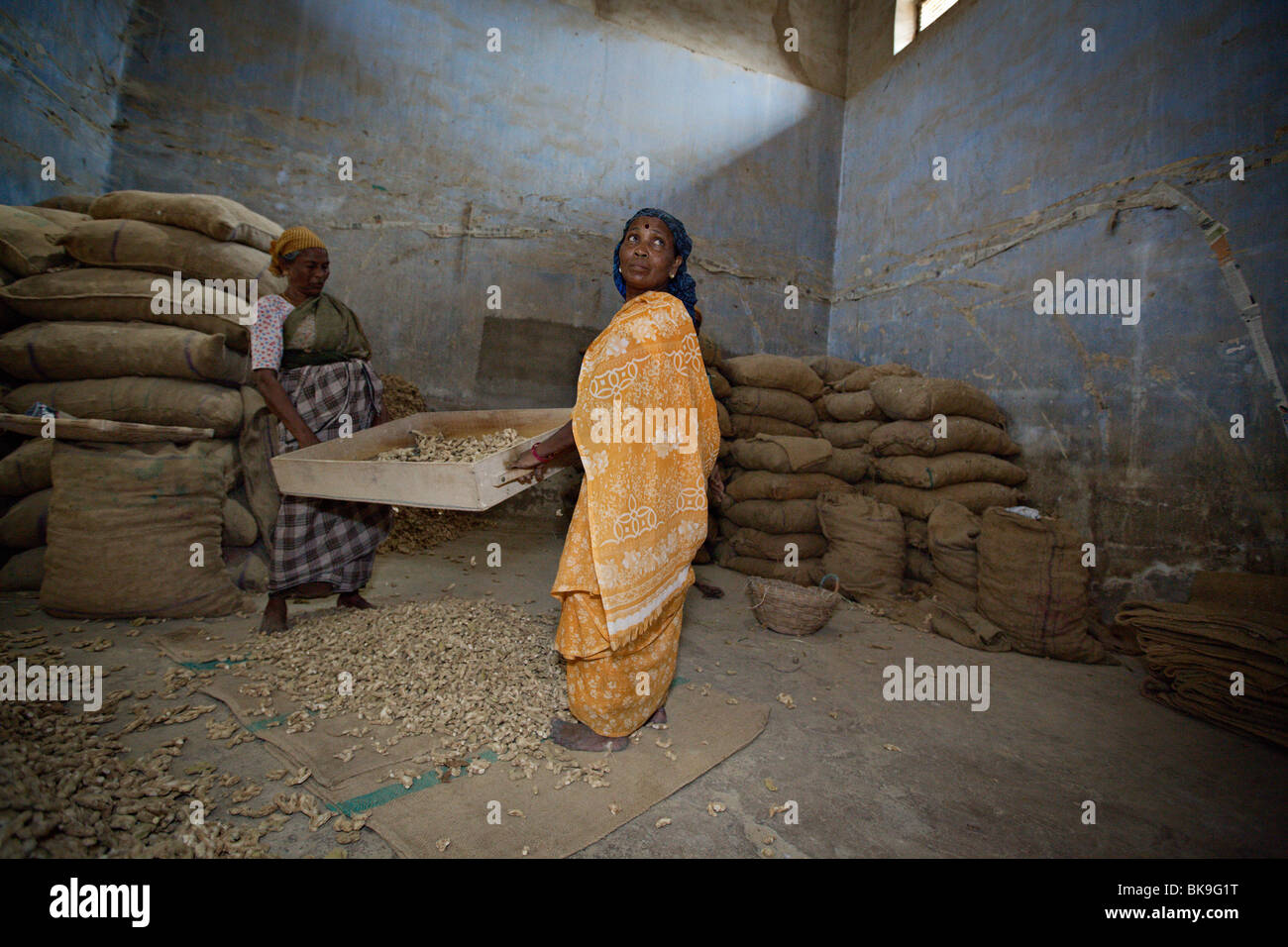Women working in a ginger factory in Kochi (Cochin), Kerala, India ...