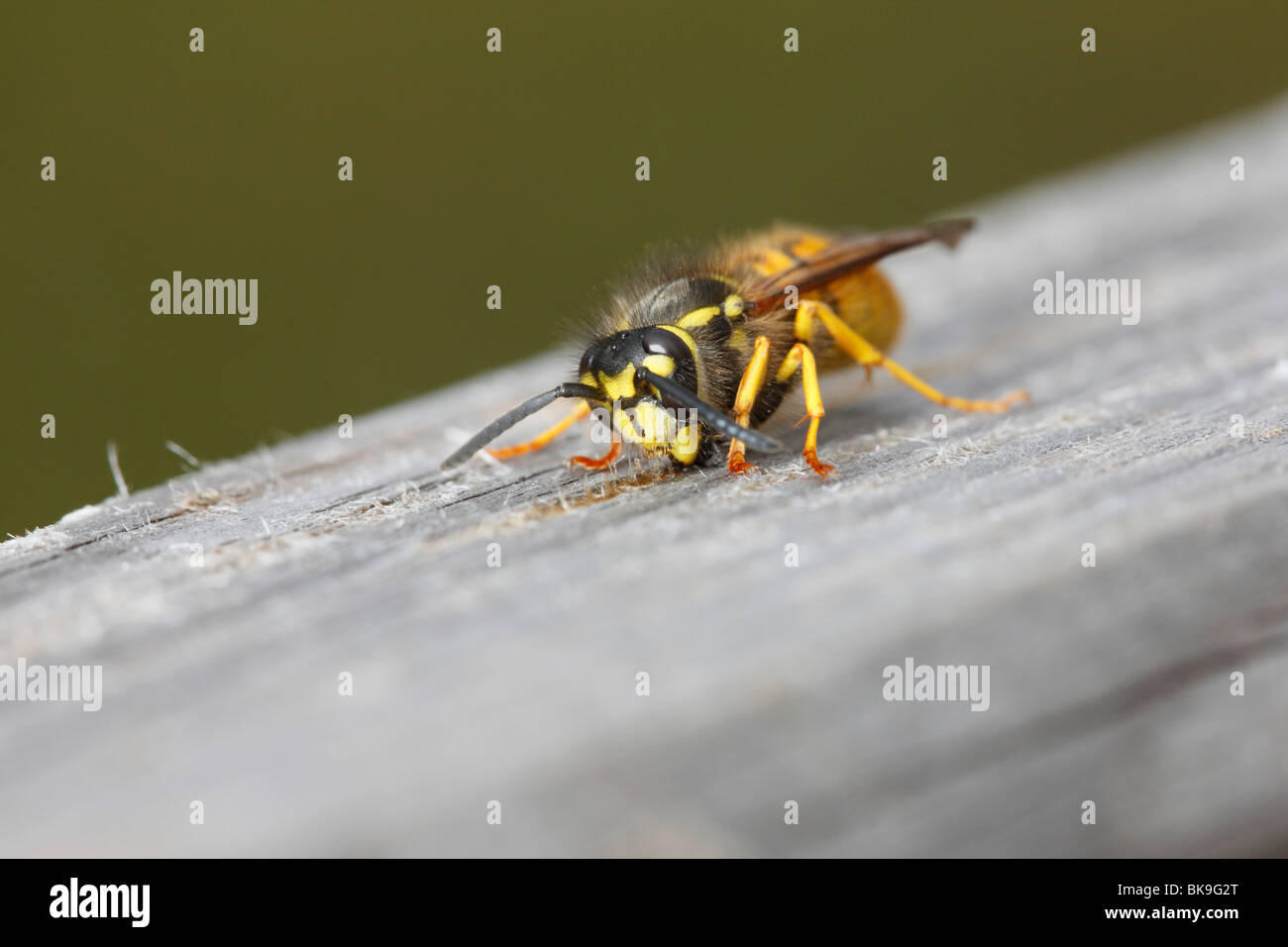 Common Wasp chewing 0n handrail for nesting material Stock Photo - Alamy