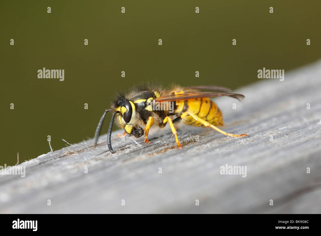 Common Wasp chewing 0n handrail for nesting material Stock Photo - Alamy