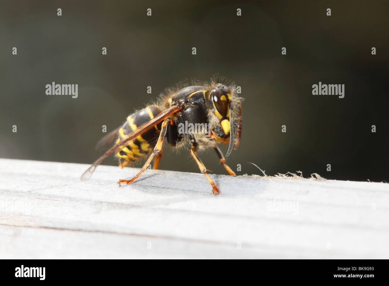 Median Wasp chewing 0n handrail for nesting material Stock Photo - Alamy