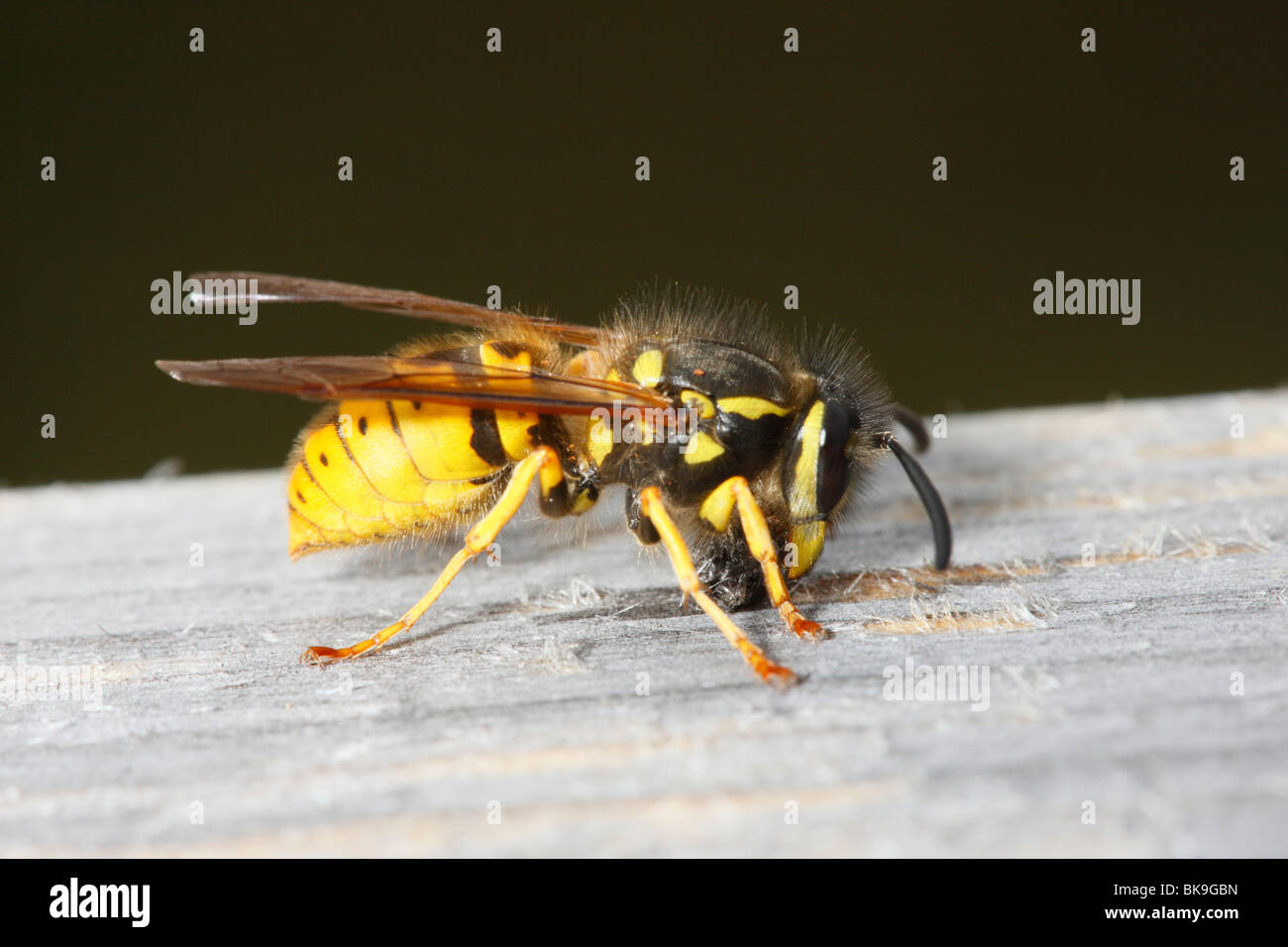 Chewing insects hi-res stock photography and images - Alamy