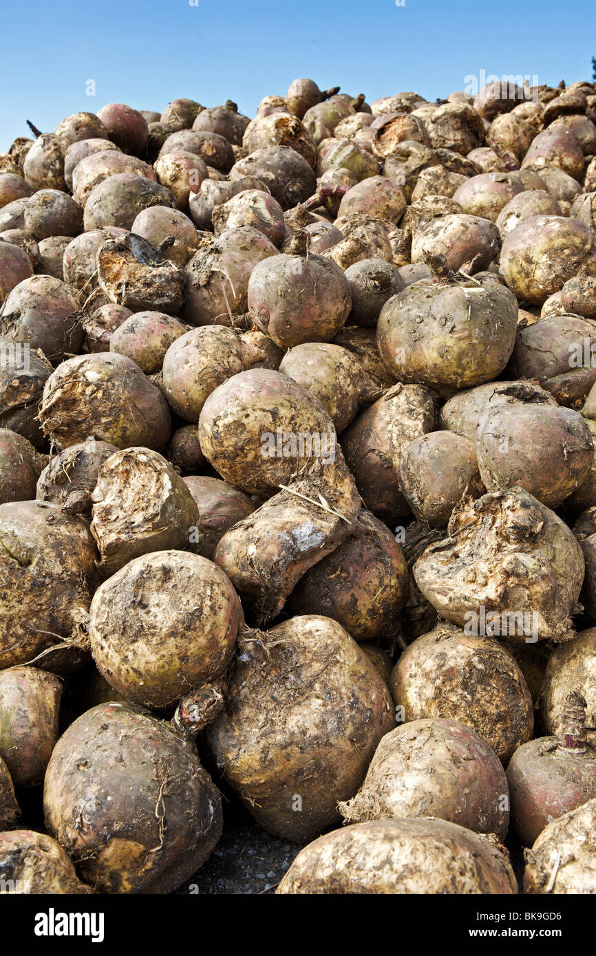 Pile of rotten swedes ready for spreading on field Stock Photo - Alamy